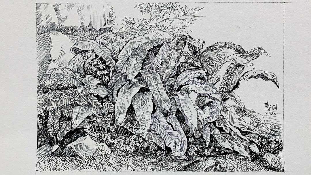 素描画植物丛习作,细节超棒,临摹完这篇,小白也变大神