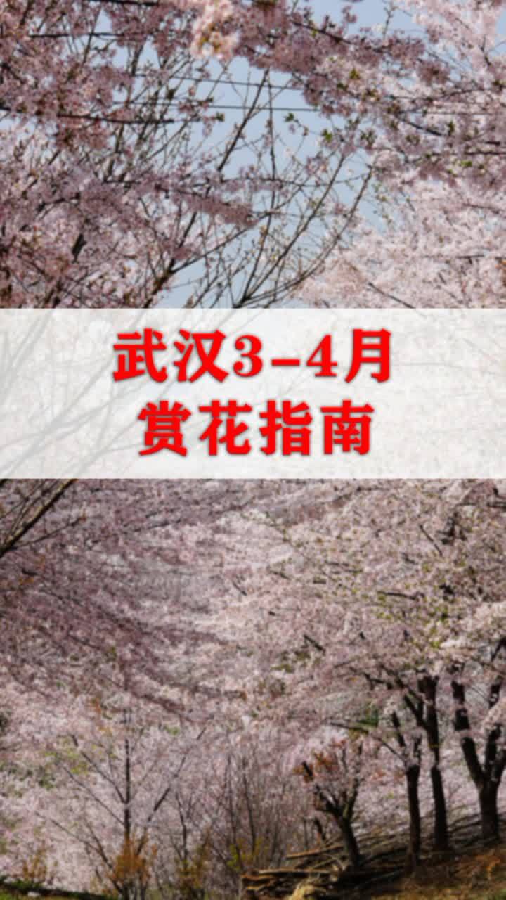 武汉加油春天是属于花的季节等武汉解封以后这份赏花指南可能用得上
