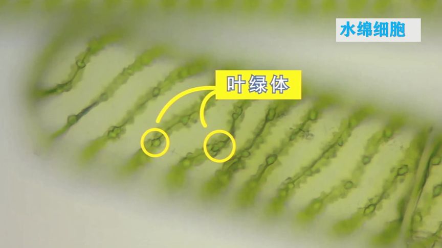 使用高倍显微镜观察几种细胞实验结果图#生物实验 #高中生物