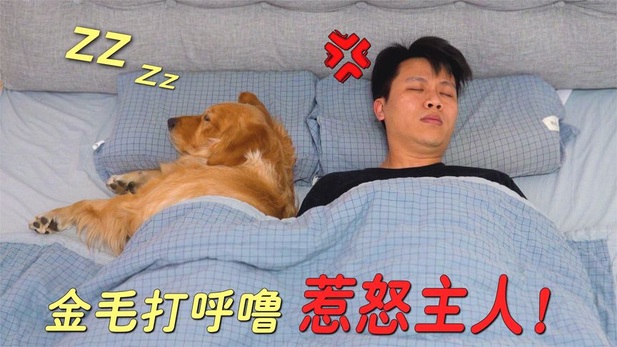 只因狗狗打呼噜太响,主人竟做出如此过激行为,太可怕了!