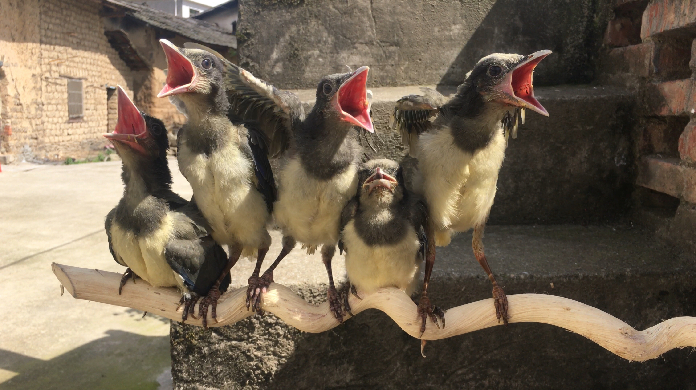 邻居砍树捡到几只可爱的鸟宝宝
