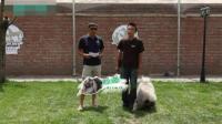 怎样训练土狗 训练狗上厕所 训练宠物狗