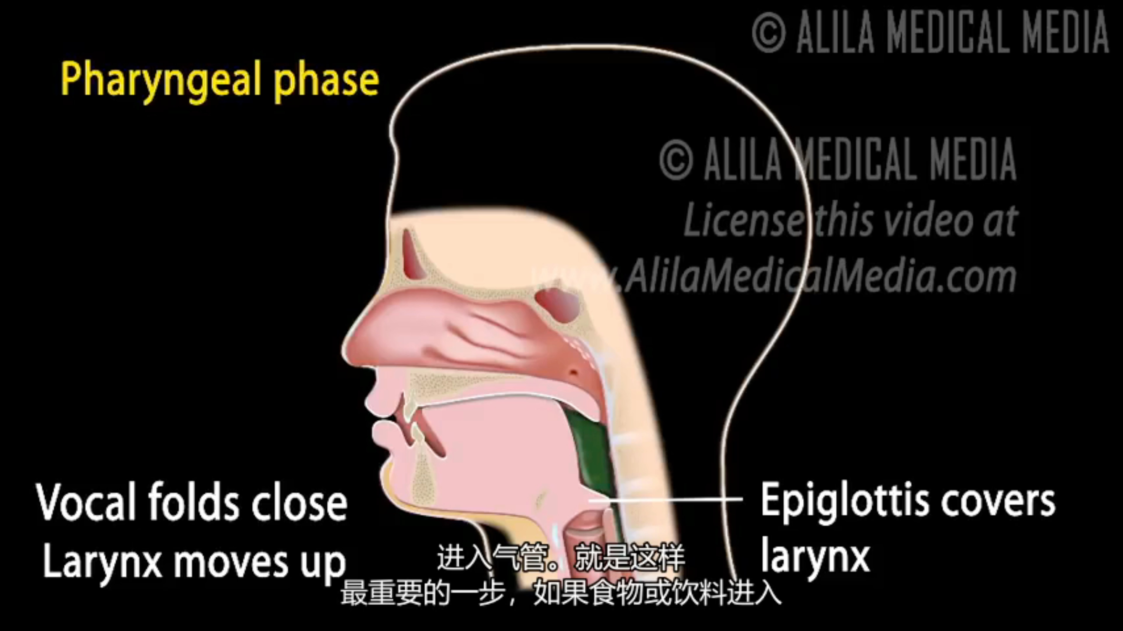 康复治疗鉴赏 吞咽过程