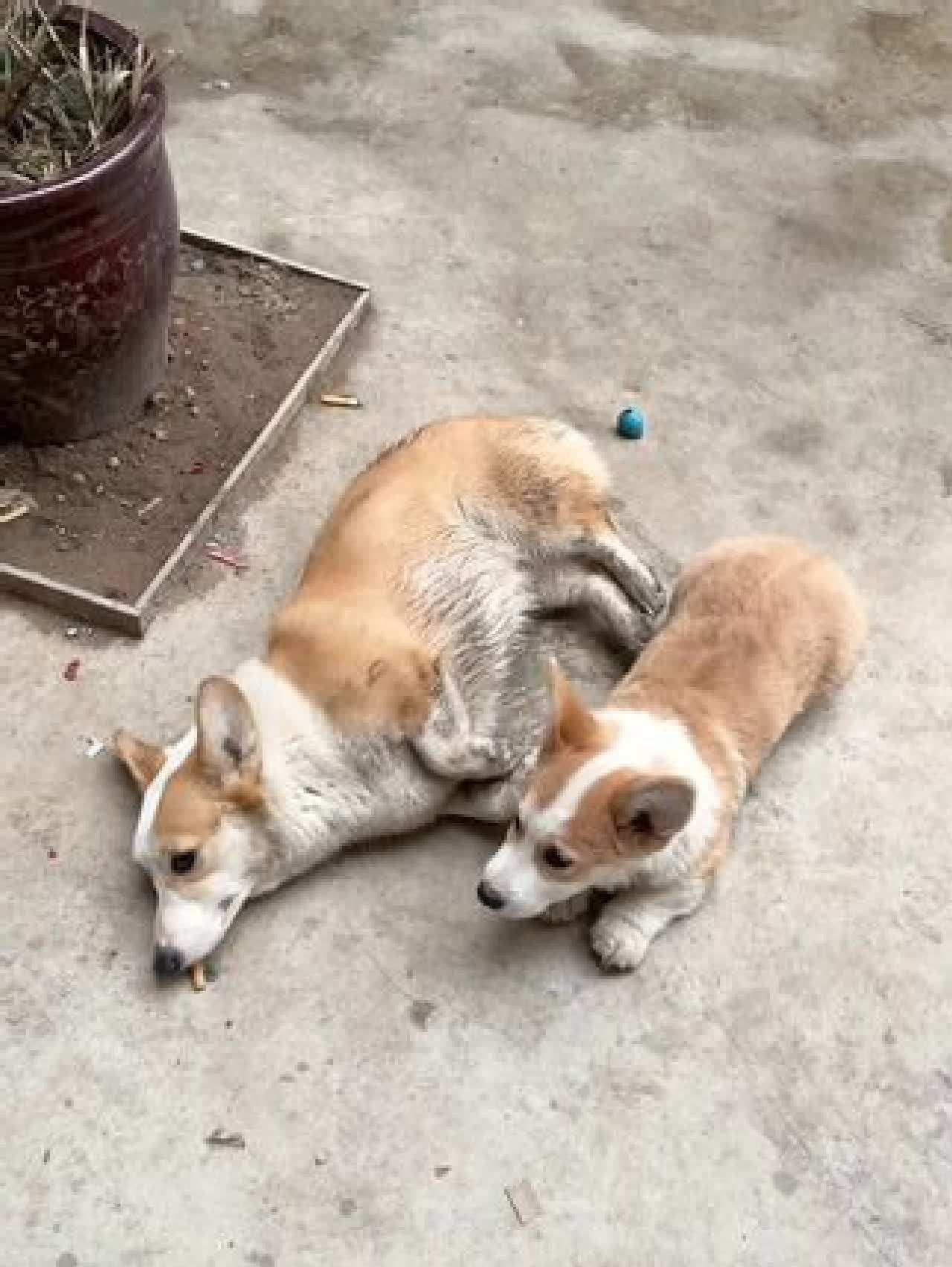 翻新小狗狗啦#萌宠好物 #萌宠出道计划 #萌宠日常记录 #狗狗护理 #铲...