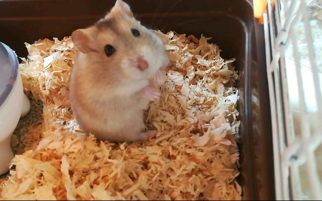 仓鼠观察日记——仓鼠筑窝