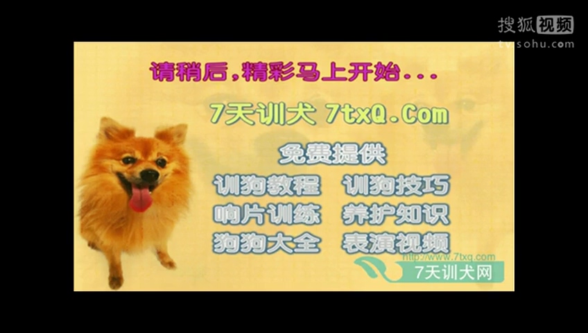 如何养狗狗 怎样给宠物狗洗澡