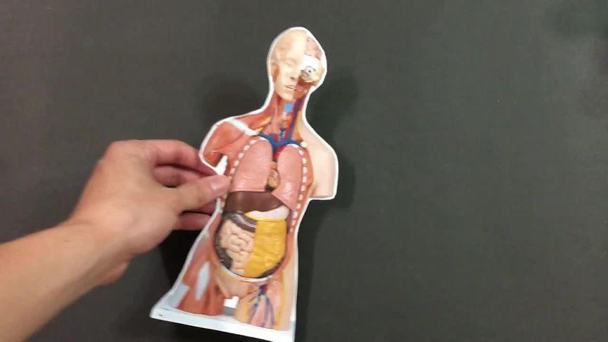 如何学会完全、不完全,及物、不及物动词?