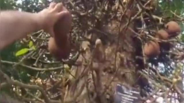 全球最牛的炸弹树,果实爆炸威力堪比手雷,汁液还能当汽油!