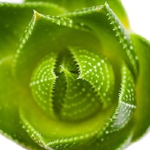 自强不息的小芦 