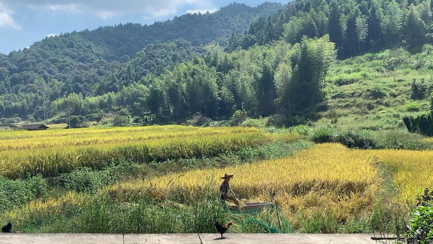 收稻谷纯手工的比较少了,儿时的回忆!