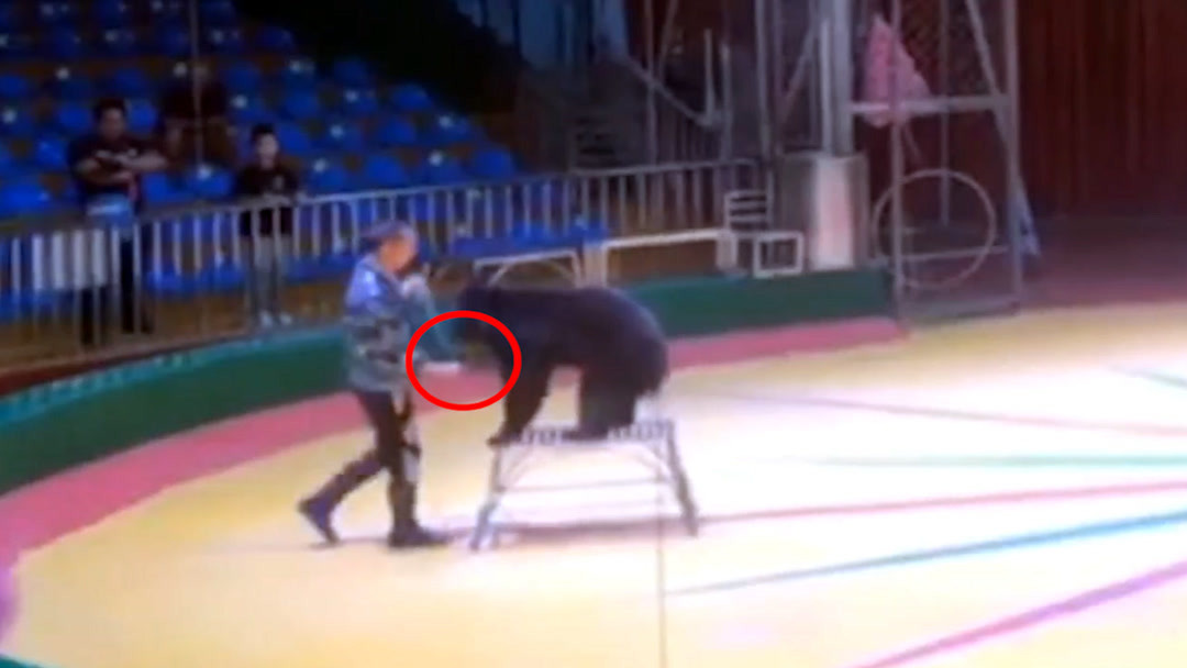 动物园驯兽师“针扎”黑熊强迫表演?园方:是塑料指挥棒,已开除