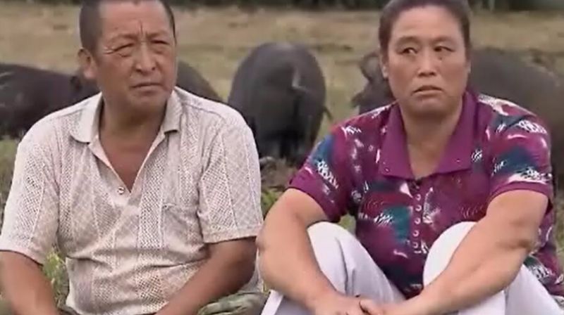 特殊的养猪模式,成本超低,出栏200头纯利润就高达十五六万