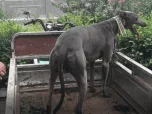 小伙逛农村狗市, 金毛二百多, 细犬一百一条! 为什么会这么便宜?