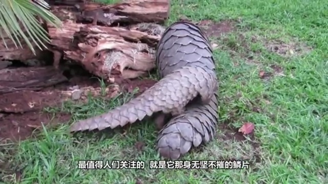 男子被穿山甲电了一下,拿来电笔测试,瞬间不淡定了