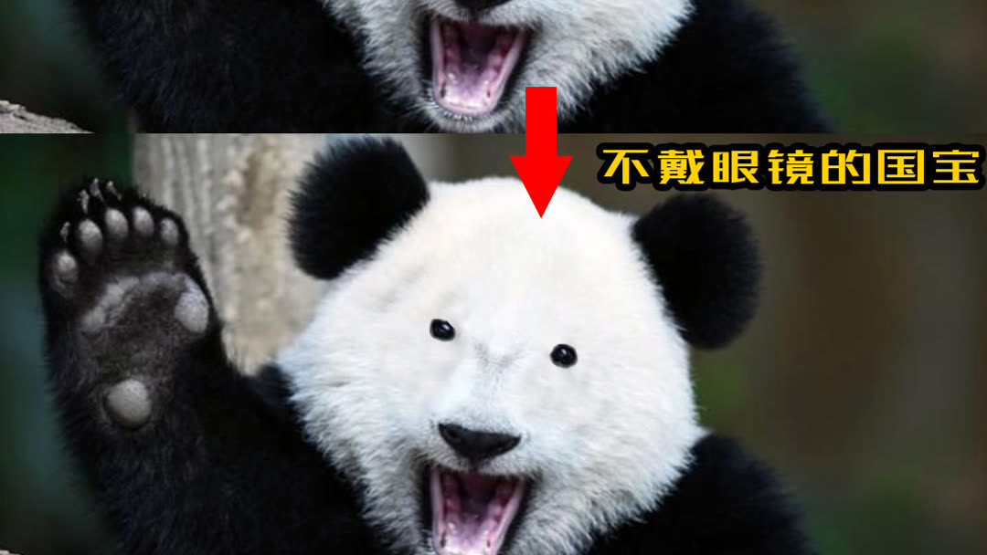 难怪熊猫是国宝呢!人家知道戴个墨镜,遮住自己的豆豆眼