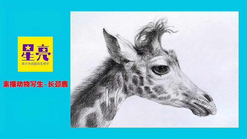 素描动物绘画在线教学