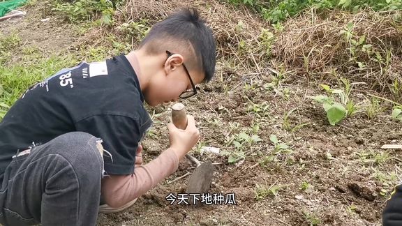 潮汕小伙带侄子下田种西瓜,体验农民伯伯种田的艰辛,挺逗的