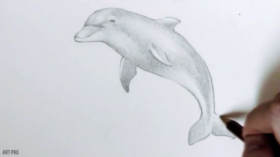 简笔画教学:2分钟教你画一只海豚,超简单!