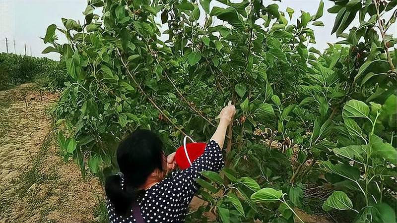 昆明永兴路社区开展“品劳动之果,享丰收之悦”绿色科普活动