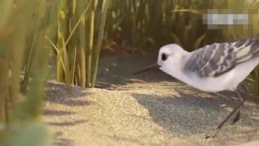 《鹬》皮克斯最新动画短片