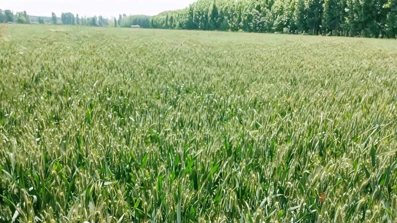 植树造林防风效果好,风雨过后冬小麦不倒伏,夏粮丰收有保障