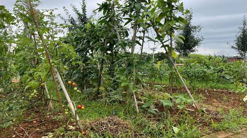 在乡村生活了几年才知道,农家蔬菜的农药使用状况远超你的想象