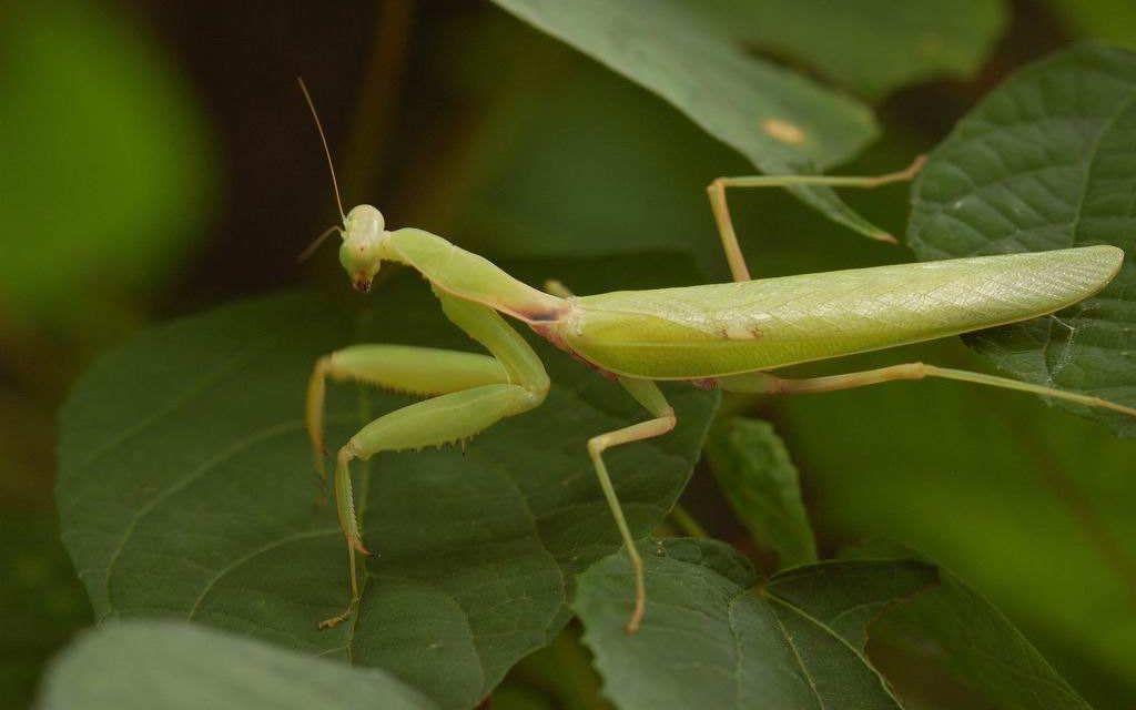 [老物]世界动物百科 节肢昆虫篇