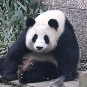 囡囡倒车老司机 