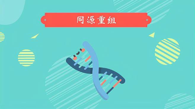 同源重组:含有同源序列的DNA分子之间的重新组合