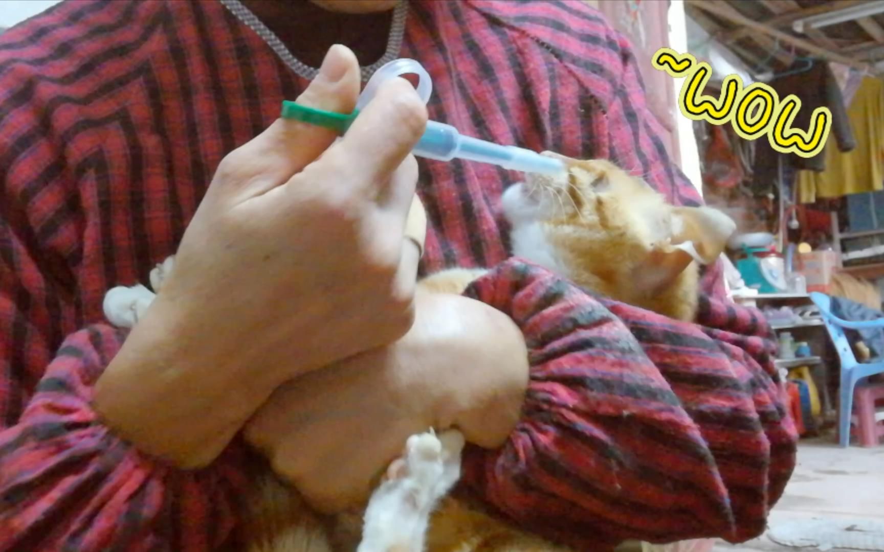 【捡猫】记录第八百五十四天,喂药器真是个伟大的发明!