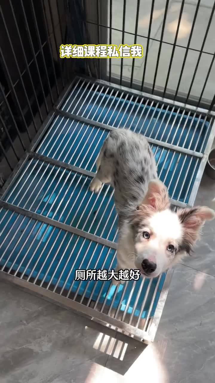 第一万遍教狗狗上厕所你还没学会吗