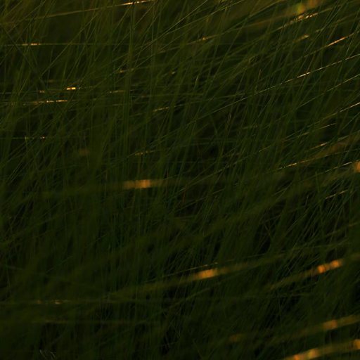 爱喝水的皮卡猪 