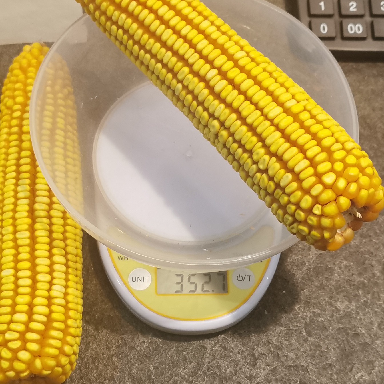 玉米种植推荐讲解 