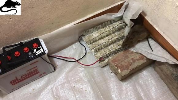 牛人自制带电捕鼠神器,只电了老鼠一下,老鼠就缓不过劲了!