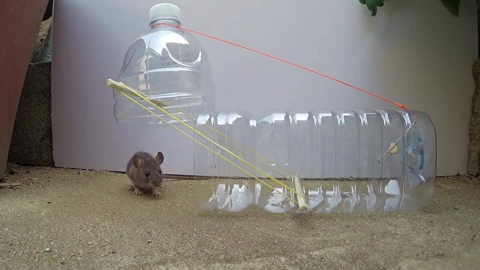 矿泉水瓶自制捕鼠器,既方便又好用