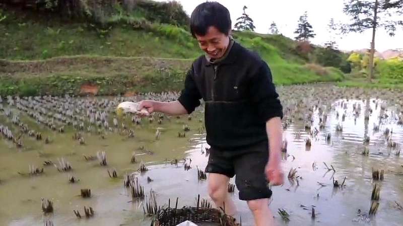 稻田只有水稻吗?当然不!还有好吃的稻花鱼