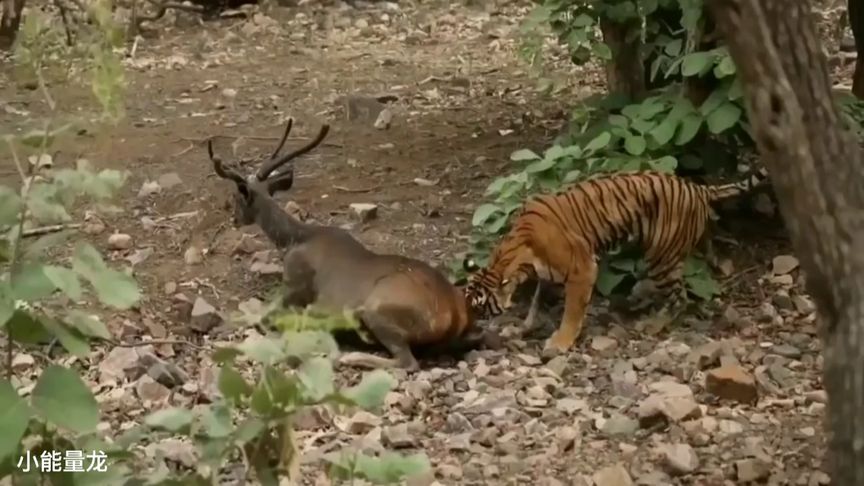 野生动物捕食精彩混剪,老虎捕猎技巧真厉害