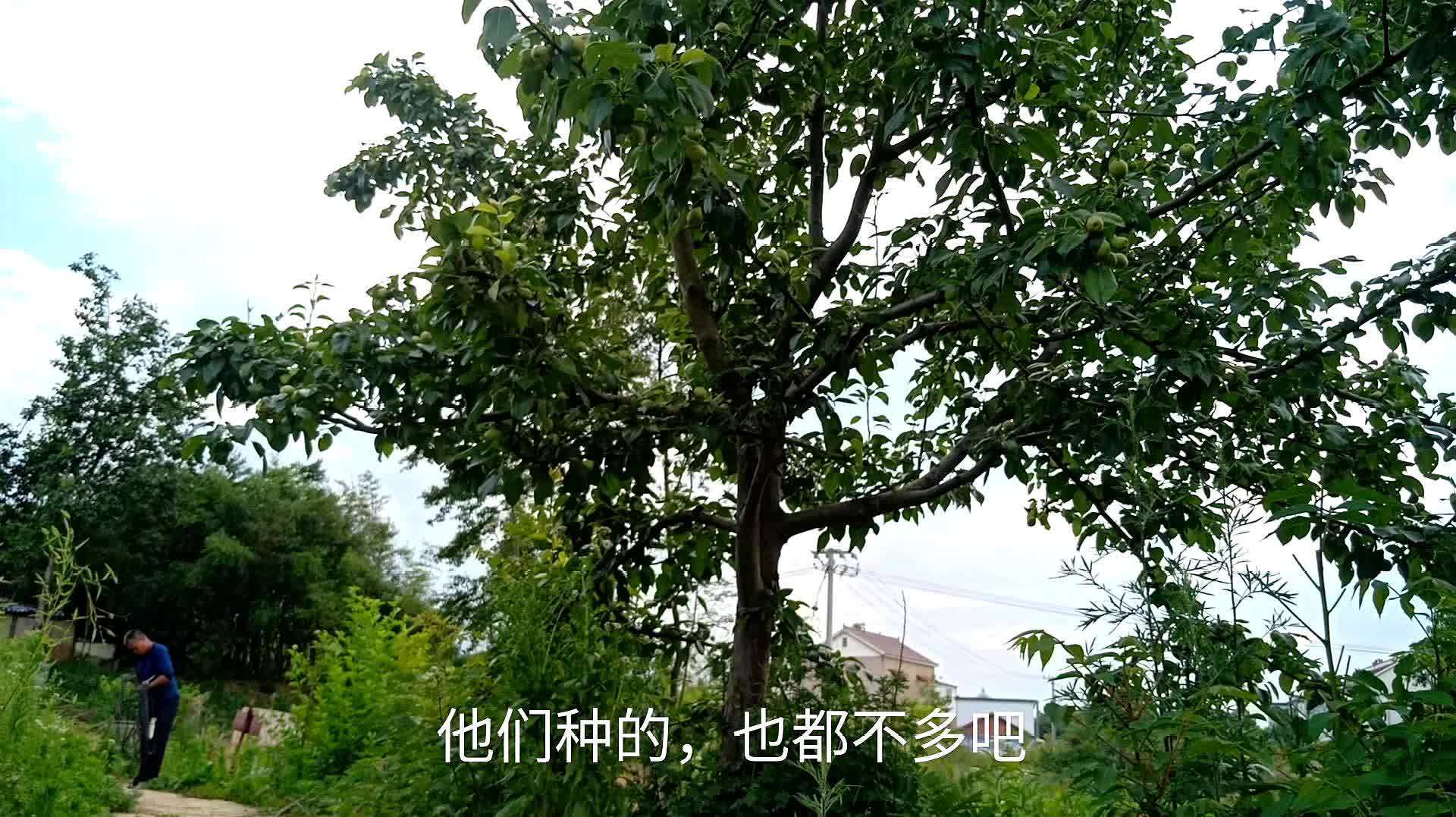 看看三叔家梨树不上肥料,结得太多梨子成熟时吃不掉