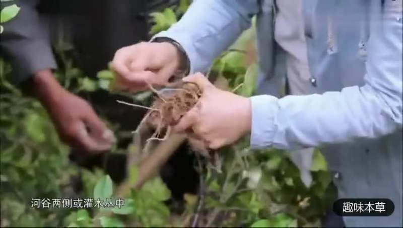 中药里治疗风湿顽疾的良药——穿山龙