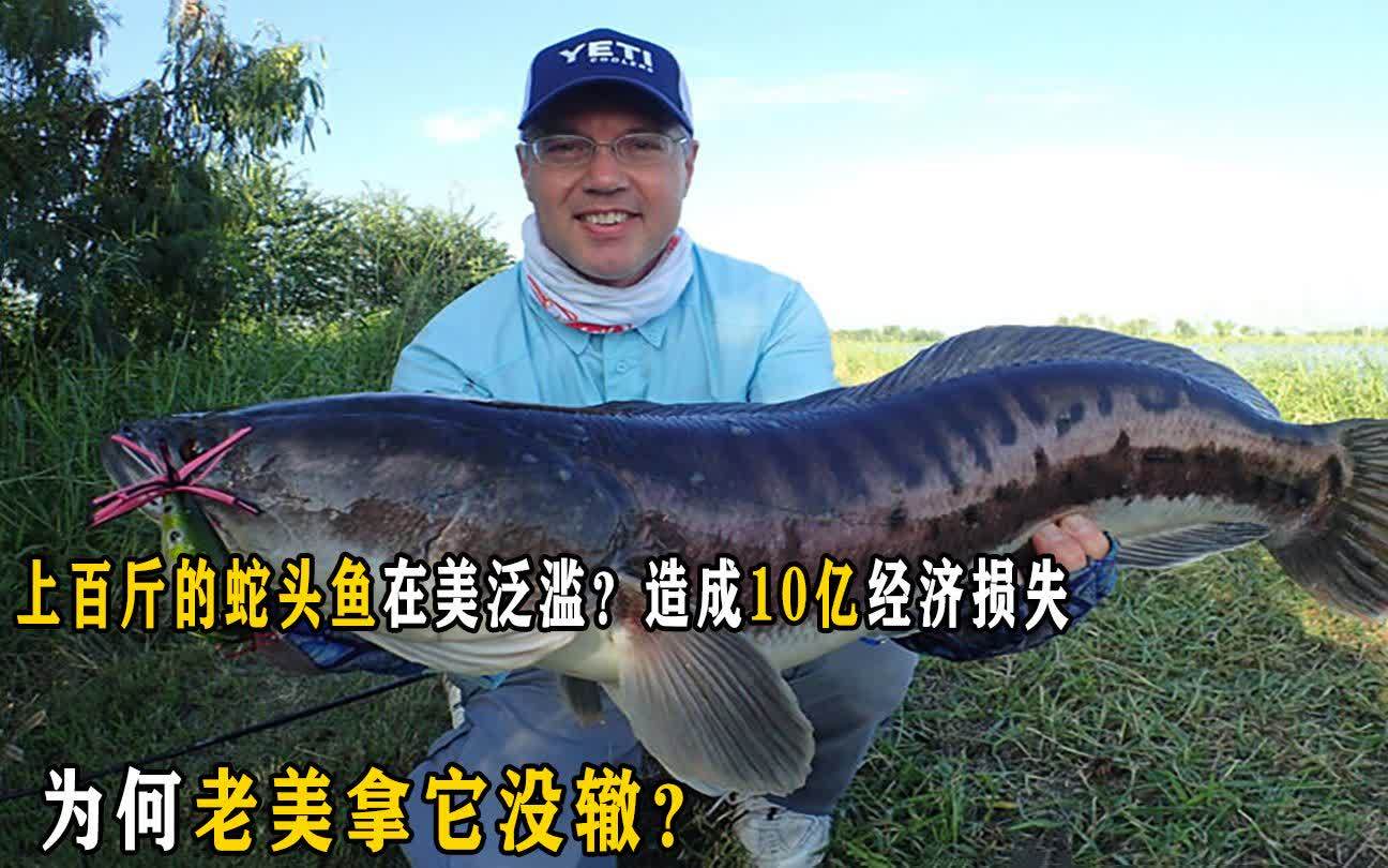 蛇头鱼入侵美国20年,造成10亿经济损失,为何老美拿它没辙?