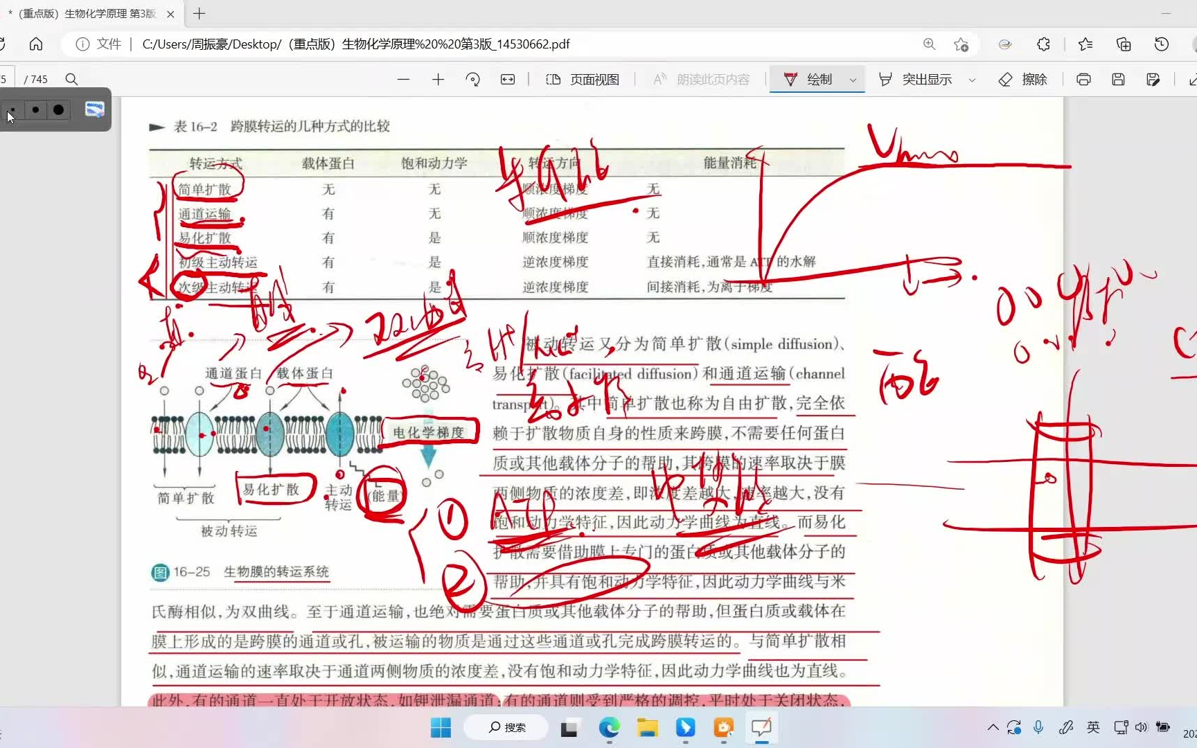 生化重点58-被动转运与主动转运精讲专题-考研生化