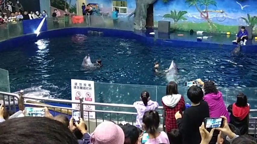 海洋馆里的海豚精彩表演。
