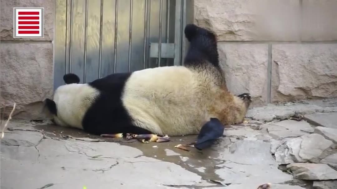 大胆!北京动物园乌鸦薅熊猫屁股毛搭窝