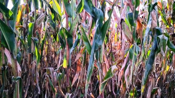 专家说粮食要增收,老家玉米长成这样。大家珍惜粮食吧!