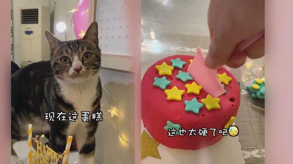 萌宠故事:你吃过宠物蛋糕吗?外表治愈!其实根本咬不动~