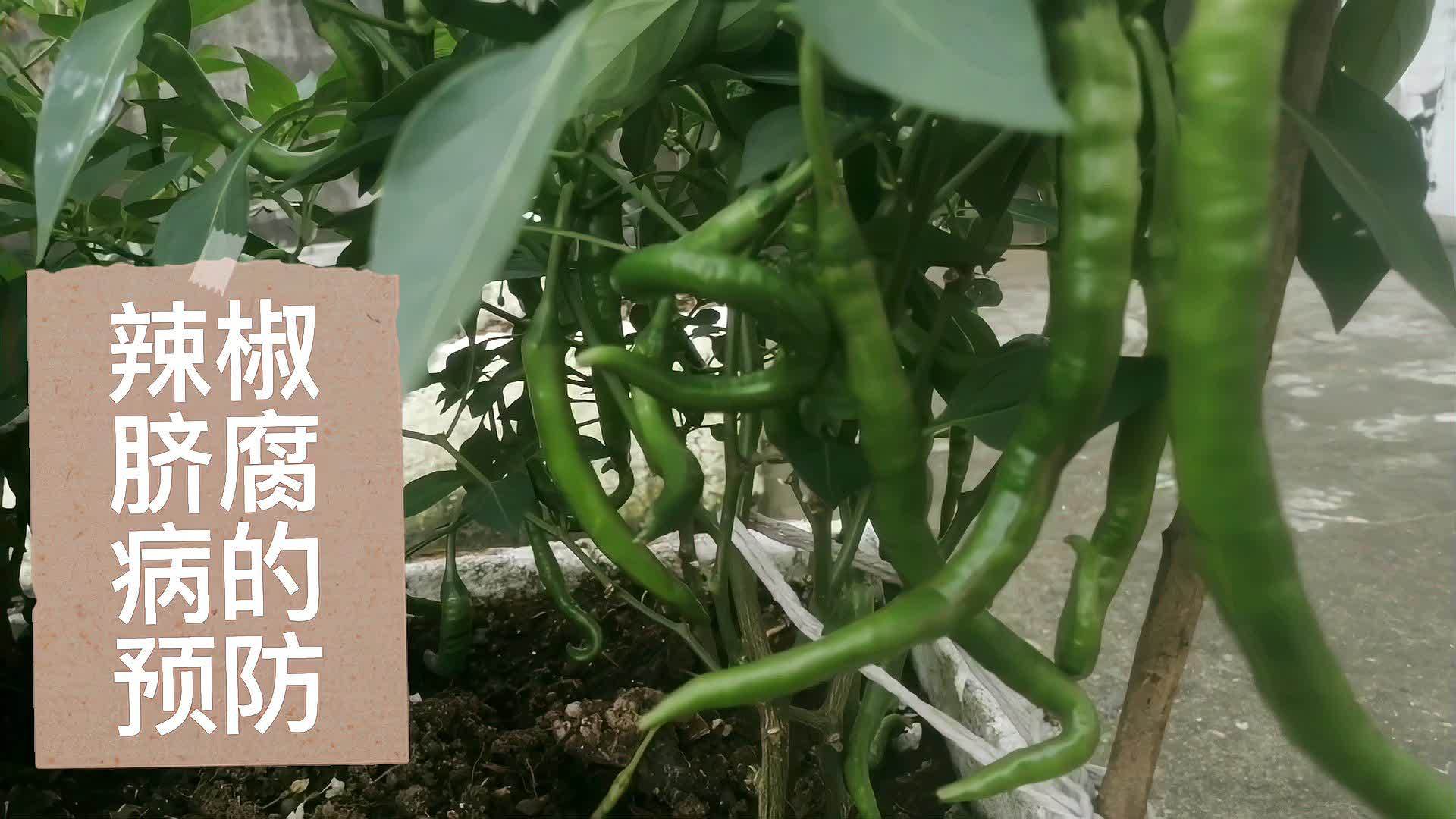 辣椒在生长过程中,怎样去预防脐腐病的发生