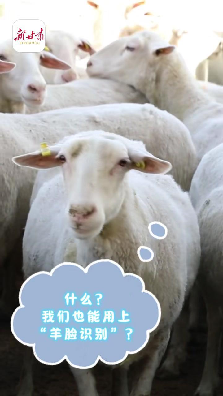 ...羊脸识别"。甘肃元生农牧科技有限公司的智能化管理系统通过扫描...