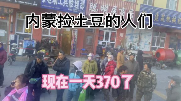 内蒙每年都会有捡土豆大军,这活不是一般的累,我的腰要断了。