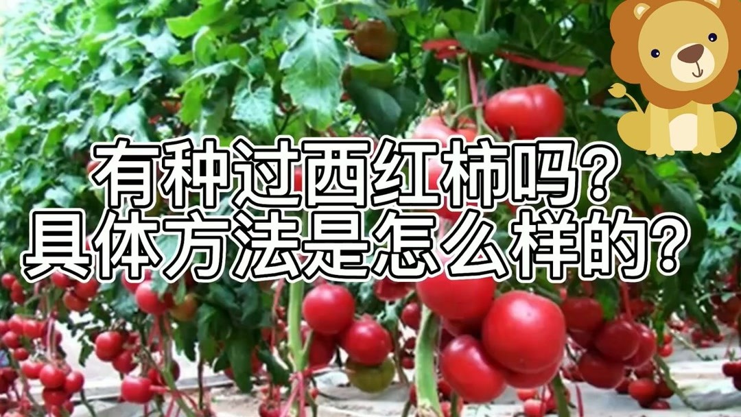 西红柿该怎么种植呢?