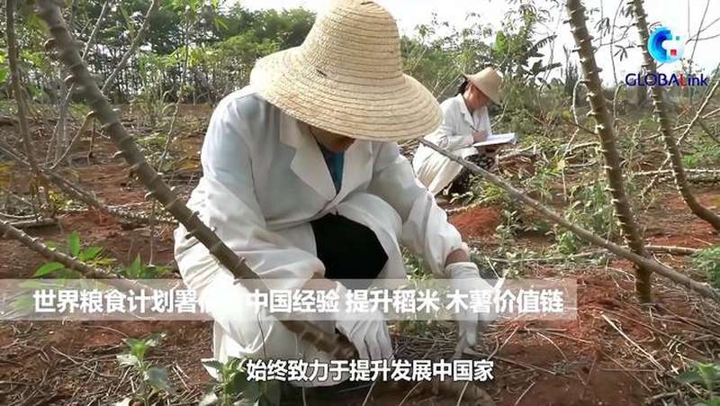 全球连线|独家专访·世界粮食计划署驻华代表屈四喜:中国经验助力...
